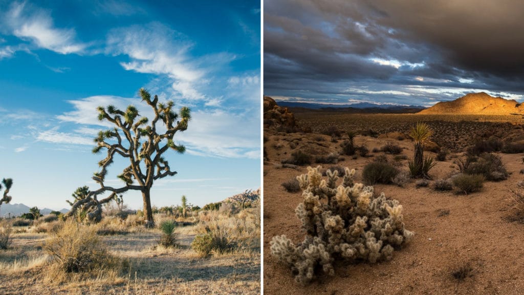 10 Things Not To Miss On Your First Visit To Joshua Tree National Park ...