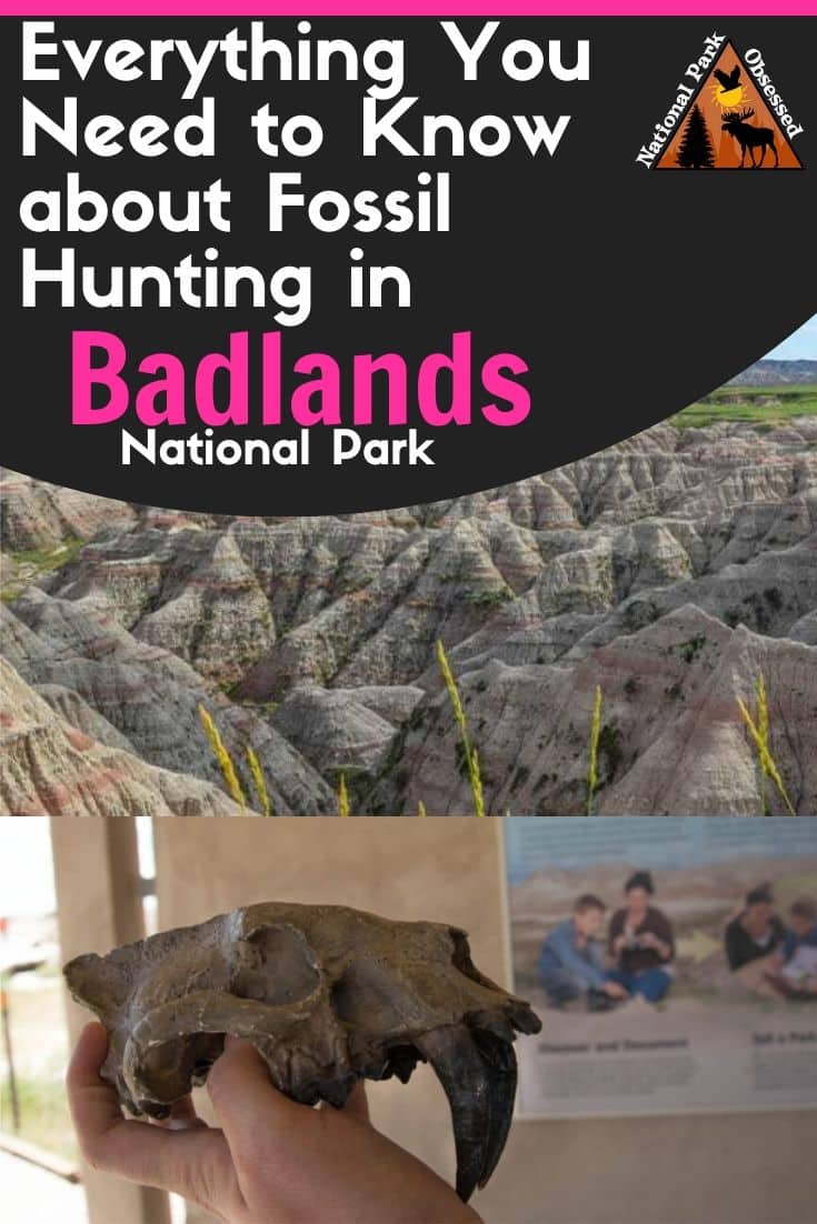 Everything You Need To Know About Fossil Hunting In Badlands National ...