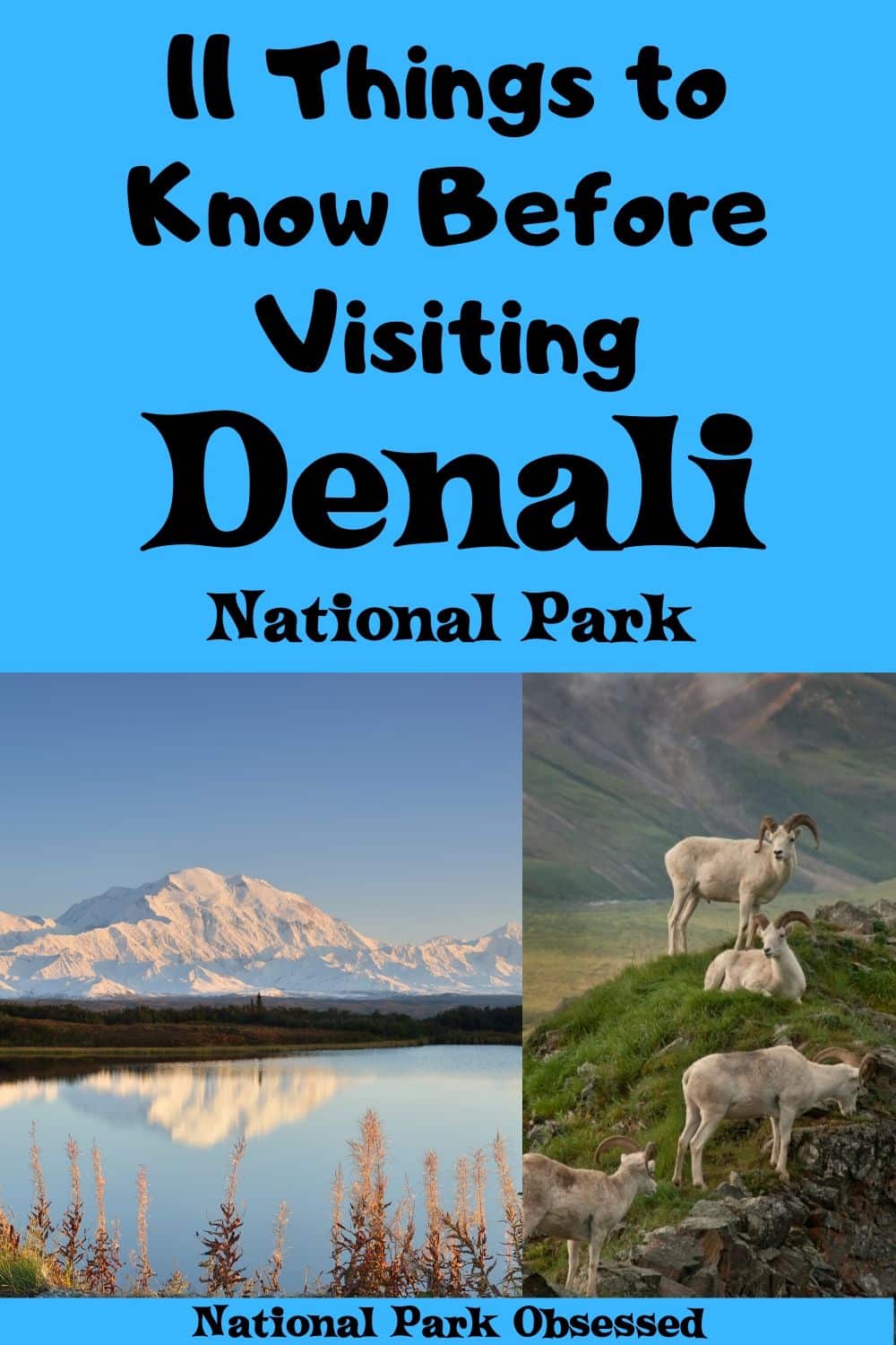 11 Things To Know Before Visiting Denali National Park And Preserve ...