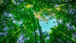 7 Things You Can’t Miss On Your First Visit To Congaree National Park ...