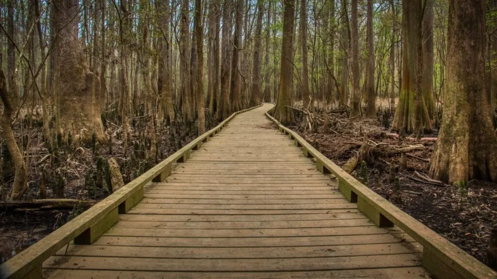 7 Things You Can’t Miss On Your First Visit To Congaree National Park ...