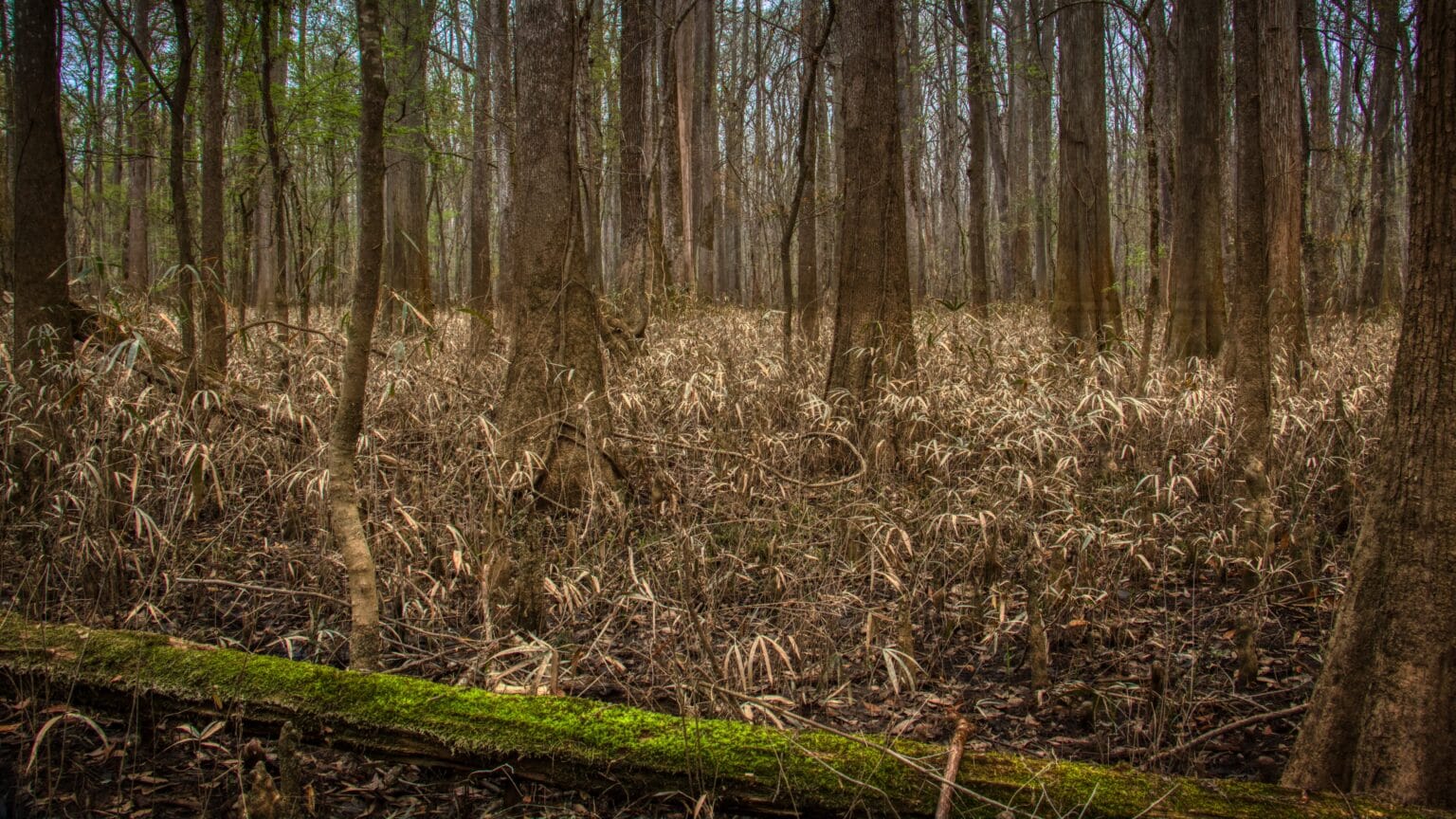 7 Things You Can’t Miss On Your First Visit To Congaree National Park ...