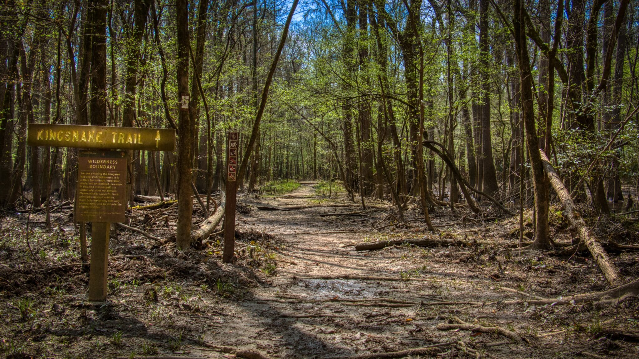 7 Things You Can’t Miss On Your First Visit To Congaree National Park ...