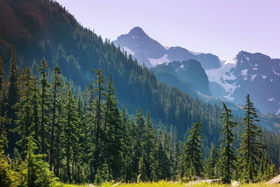 The Complete List Of US National Forests - National Park Obsessed