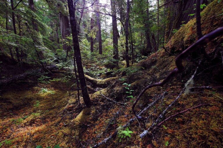 The Complete List Of US National Forests - National Park Obsessed