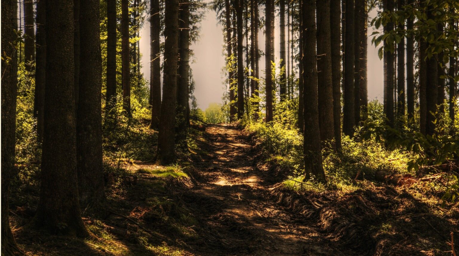 The Complete List Of US National Forests - National Park Obsessed