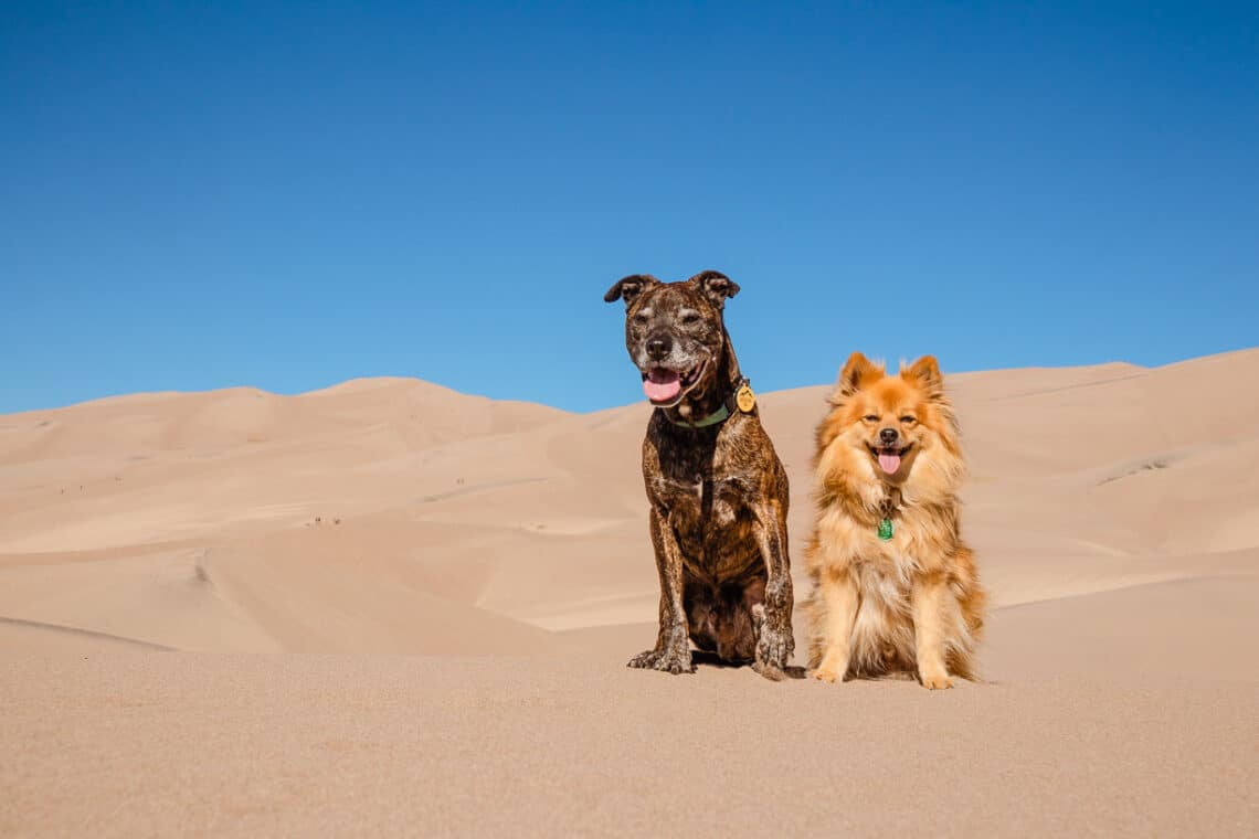 The 12 Most Dog Friendly National Parks For 2024 - National Park Obsessed