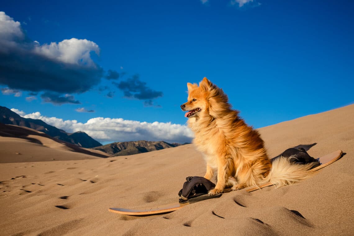 The 12 Most Dog Friendly National Parks For 2024 - National Park Obsessed