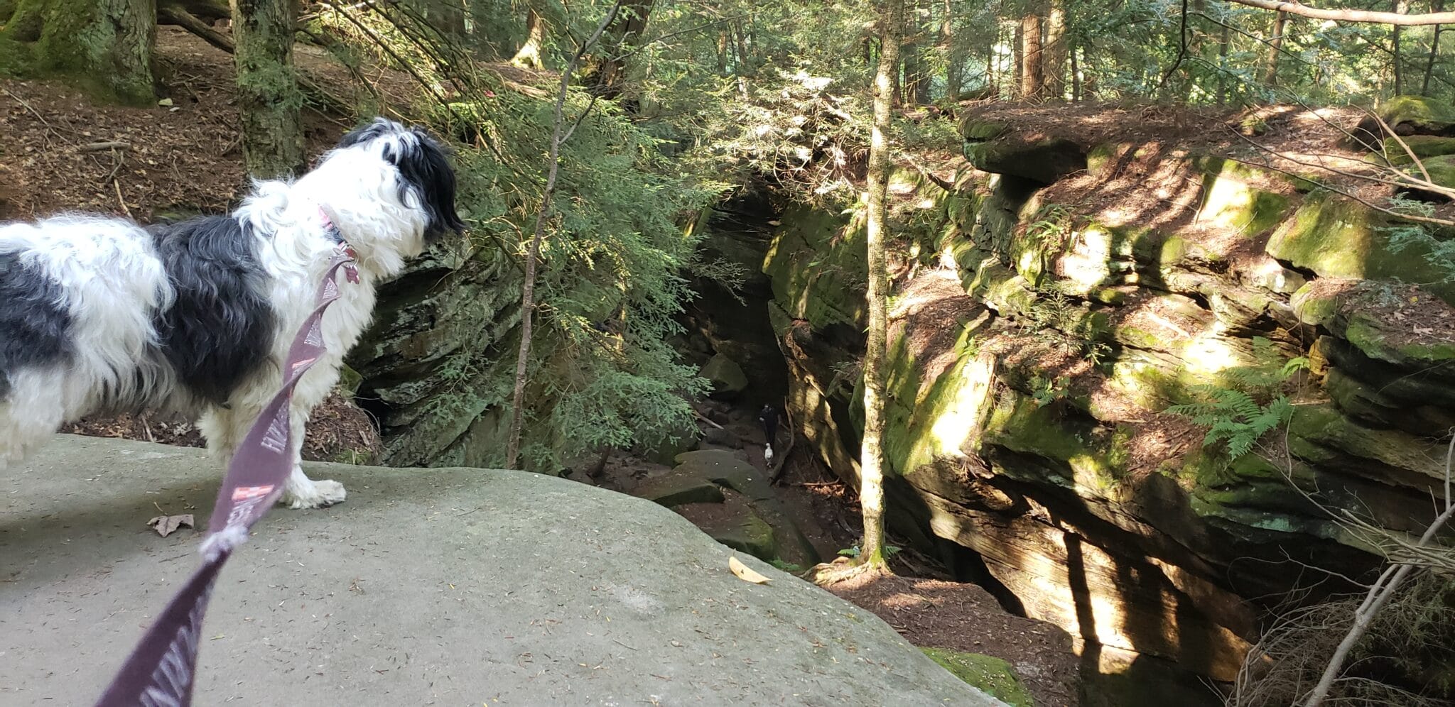 The 12 Most Dog Friendly National Parks For 2024 - National Park Obsessed