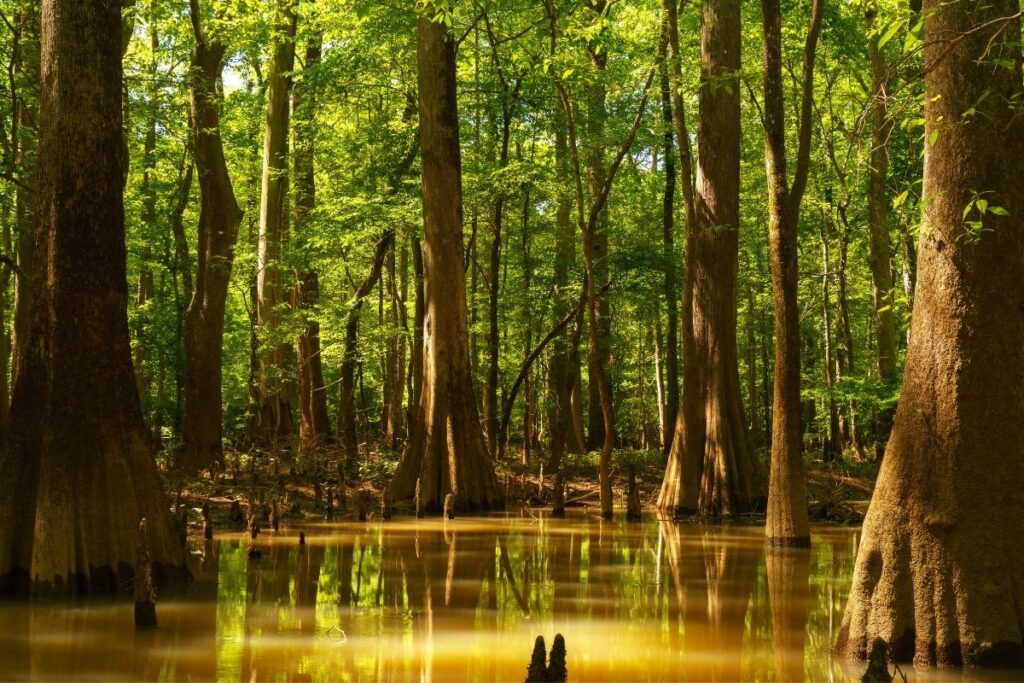 Visiting Congaree National Park: The Complete Guide for 2024 – National ...