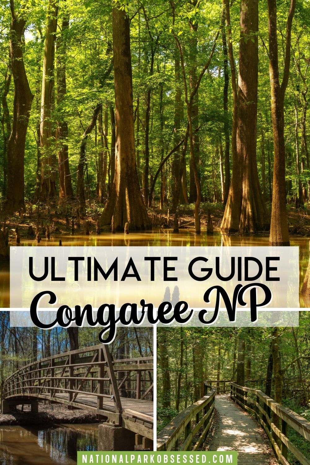 Visiting Congaree National Park: The Complete Guide For 2024 - National ...