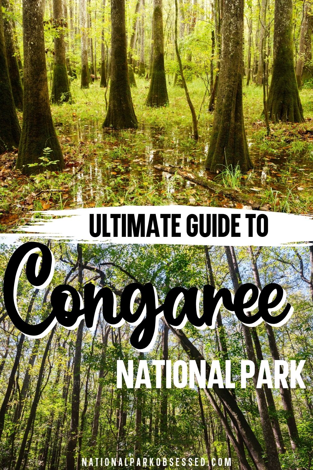 Visiting Congaree National Park: The Complete Guide For 2024 - National ...