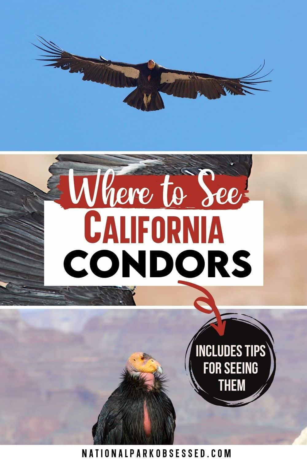 5 Best National Parks To See California Condors Plus Tips For Spotting ...