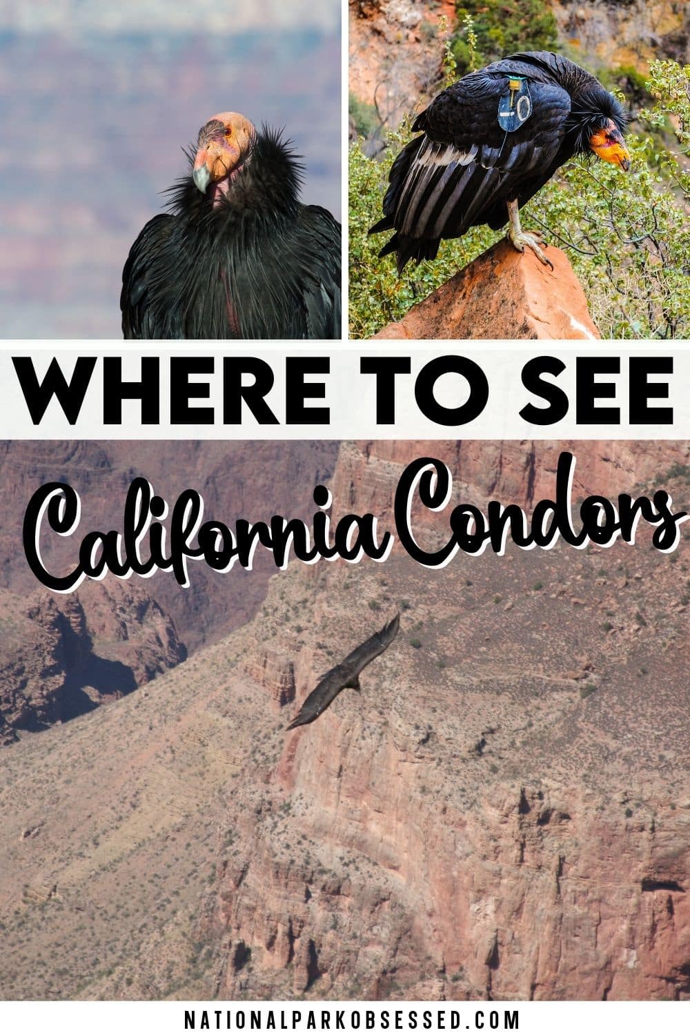 5 Best National Parks To See California Condors Plus Tips For Spotting ...