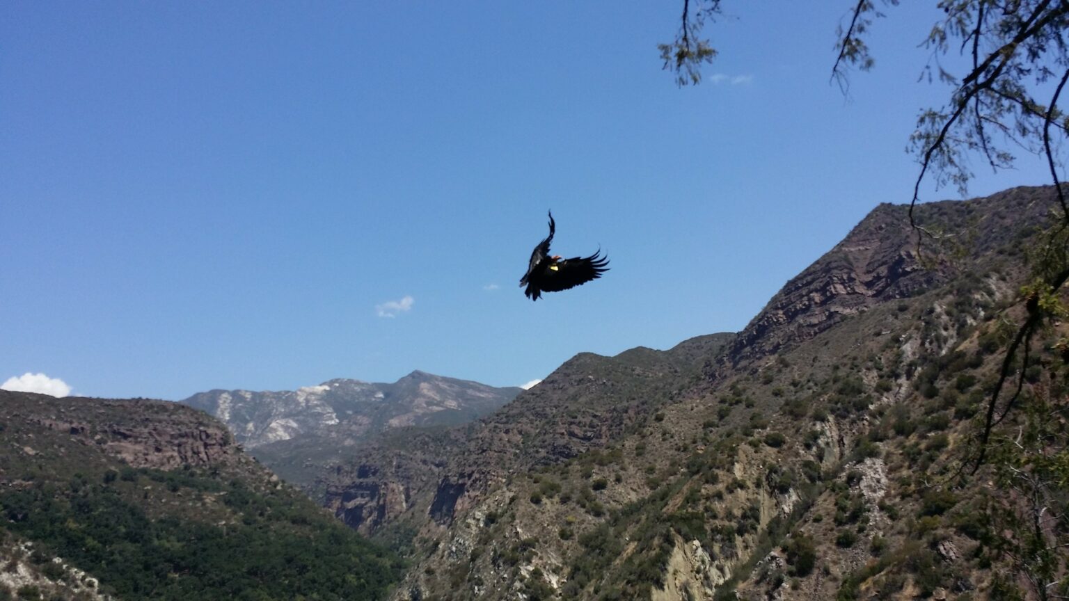 5 Best National Parks To See California Condors Plus Tips For Spotting ...