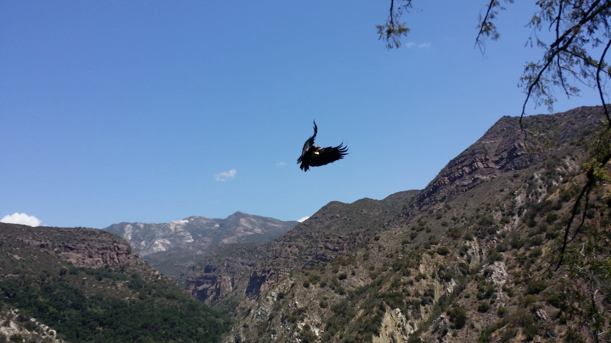 5 Best National Parks To See California Condors Plus Tips For Spotting ...