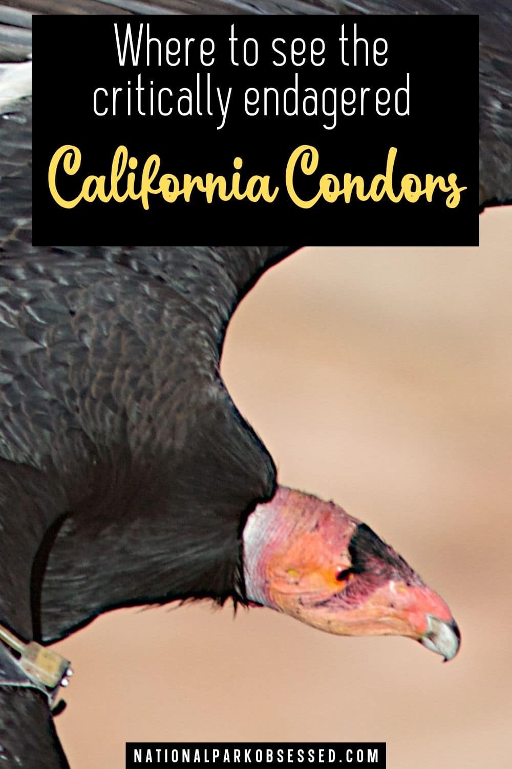 5 Best National Parks To See California Condors Plus Tips For Spotting ...