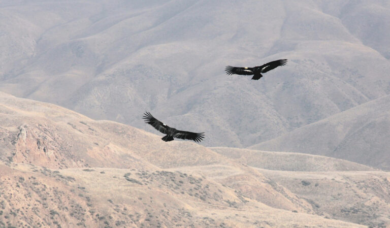 5 Best National Parks To See California Condors Plus Tips For Spotting ...