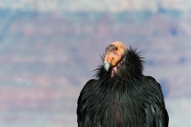 5 Best National Parks To See California Condors Plus Tips For Spotting ...