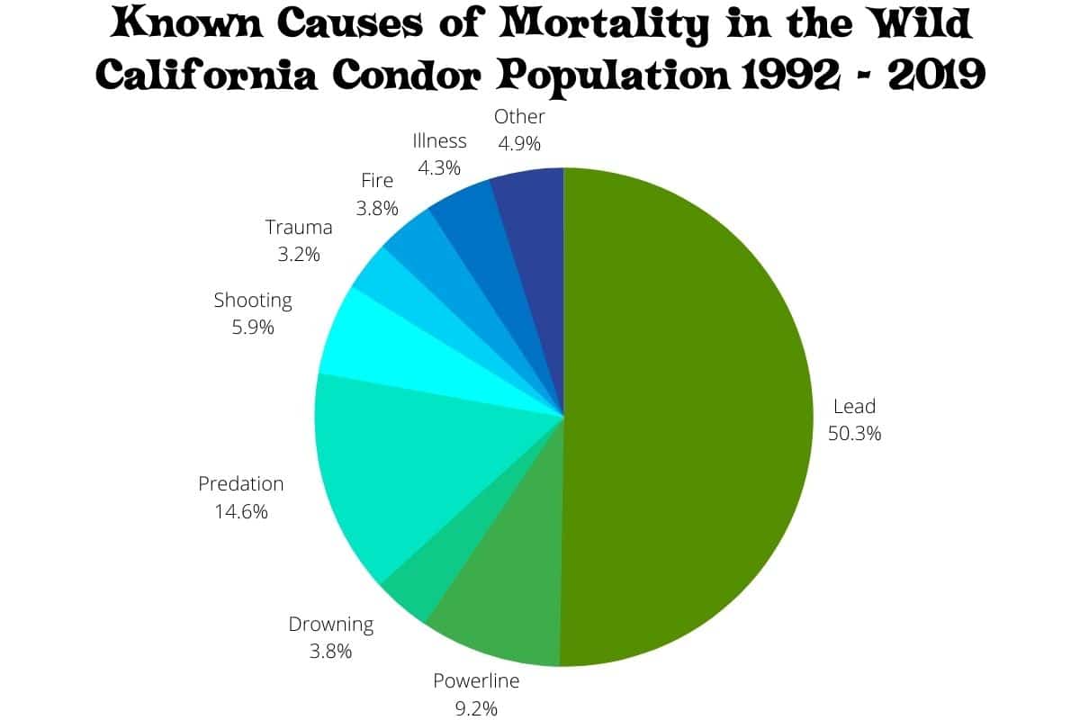 5 Best National Parks To See California Condors Plus Tips For Spotting ...