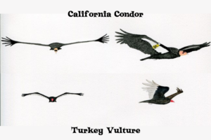 5 Best National Parks To See California Condors Plus Tips For Spotting ...