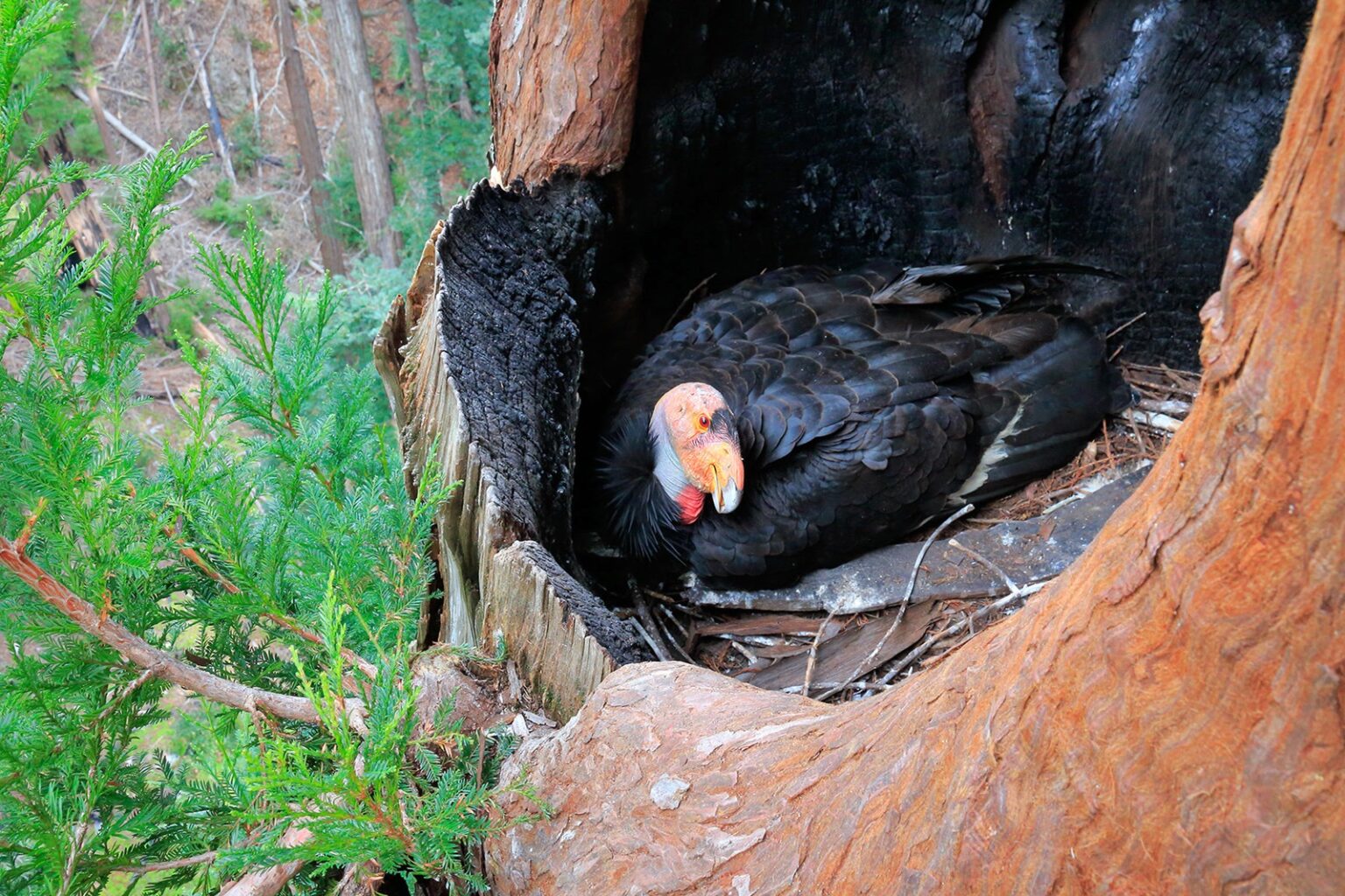 5 Best National Parks To See California Condors Plus Tips For Spotting ...