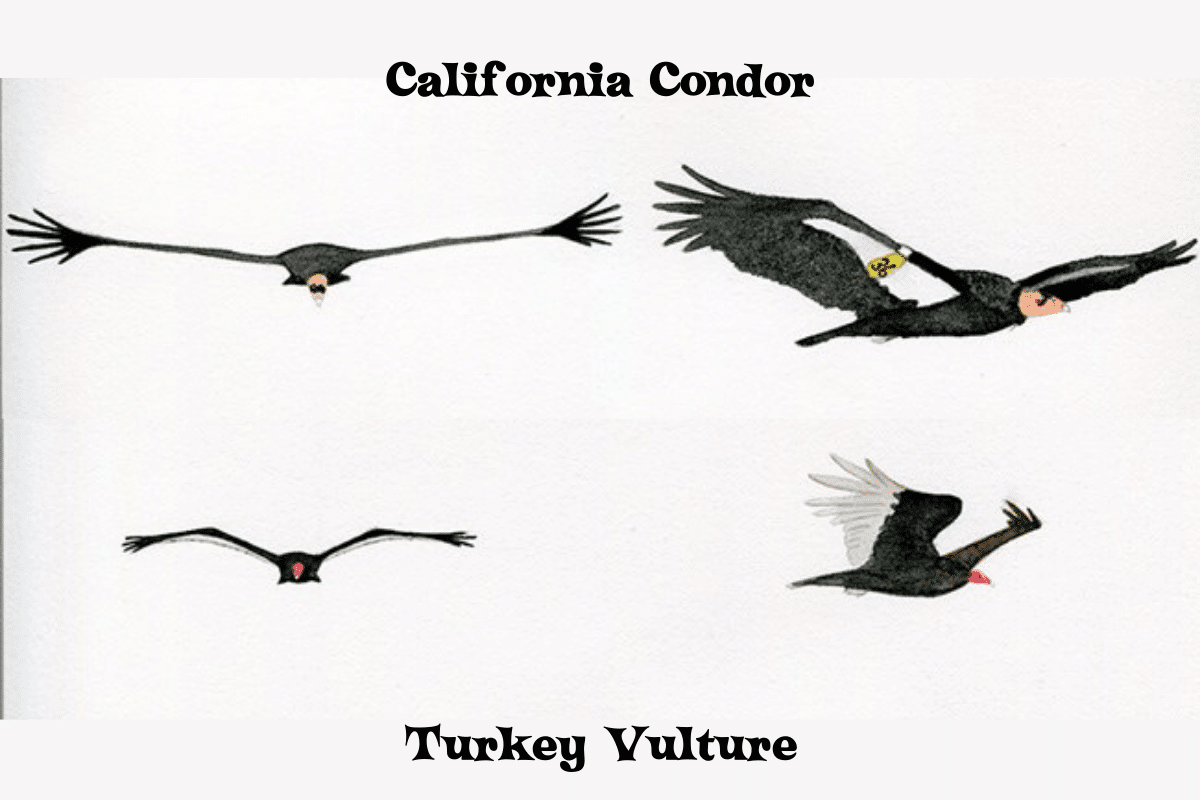 5 Best National Parks To See California Condors Plus Tips For Spotting ...