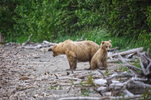 Brooks Lodge Review And Katmai Bear Viewing Guide - National Park Obsessed