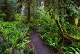 1 Day In Olympic: How To Spend One Day In Olympic National Park ...