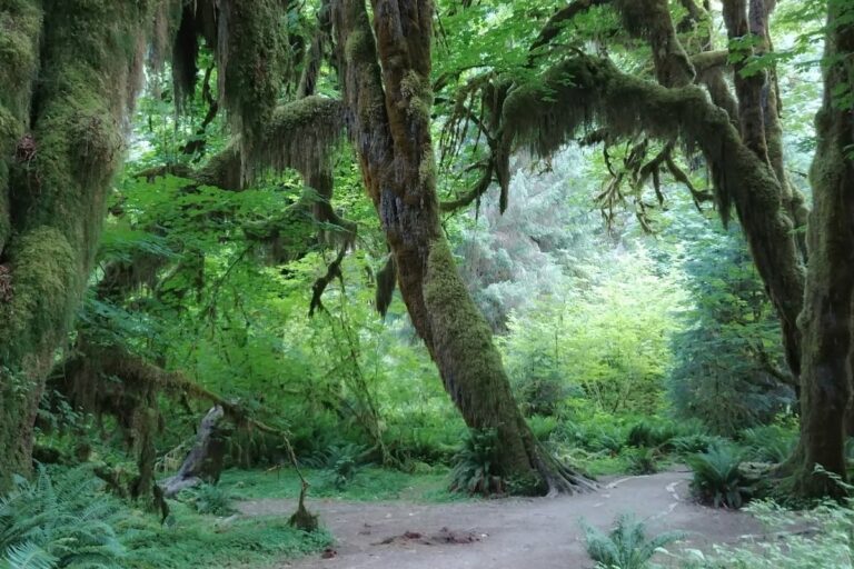 1 Day In Olympic: How To Spend One Day In Olympic National Park ...