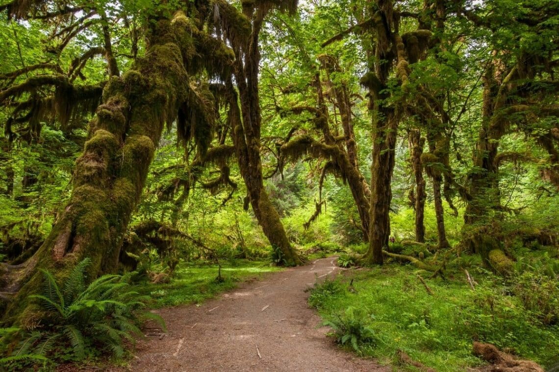1 Day In Olympic: How To Spend One Day In Olympic National Park ...