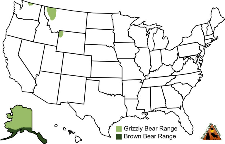 11 Best Places To See Grizzly Bears In The USA - National Park Obsessed
