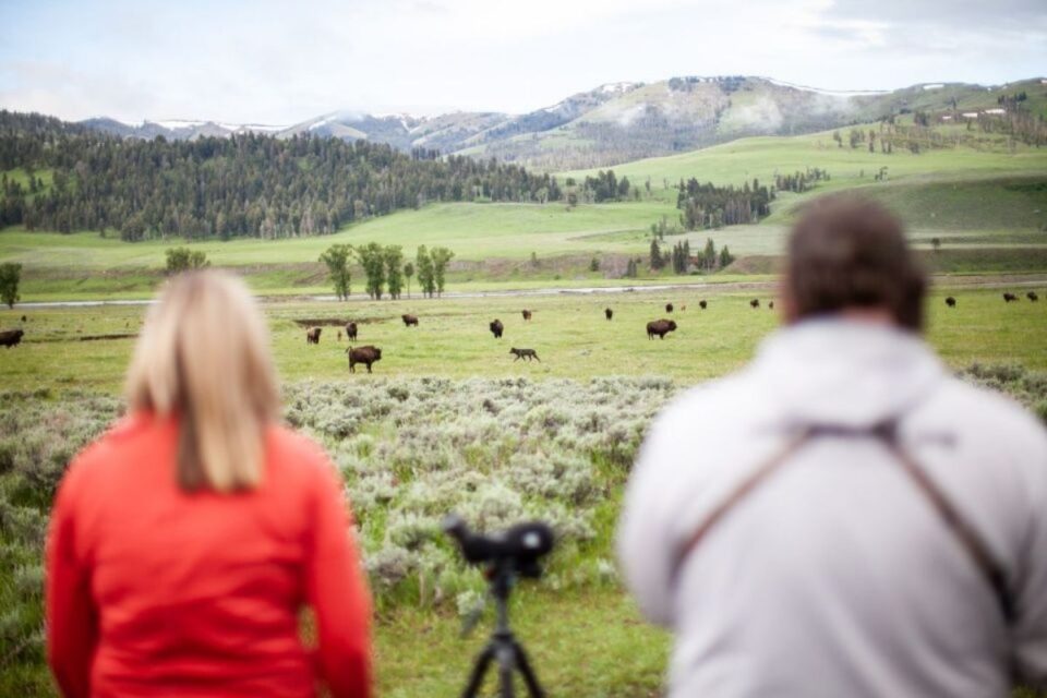 18 ABSOLUTELY Best Yellowstone Tours For 2024 - National Park Obsessed