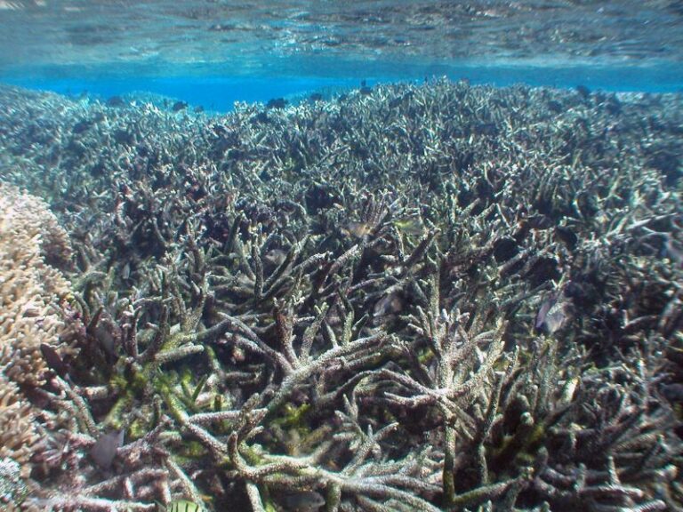 25+ Astonishing National Park Of American Samoa Facts & Statistics ...